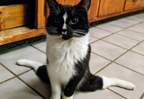 Photos Of Animals "Splooting" That Prove Its The Cutest Position In The ...