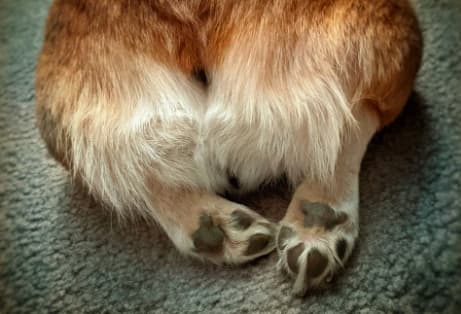 Photos Of Animals "Splooting" That Prove Its The Cutest Position In The ...