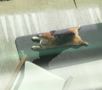 Photos Of Animals "Splooting" That Prove Its The Cutest Position In The ...