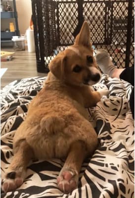 Photos Of Animals "Splooting" That Prove Its The Cutest Position In The ...