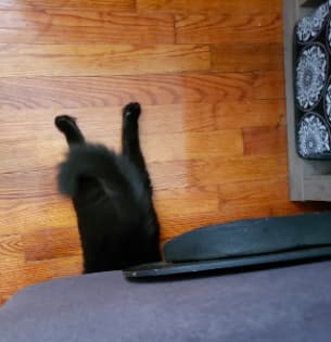 Photos Of Animals "Splooting" That Prove Its The Cutest Position In The ...