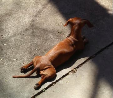 Photos Of Animals "Splooting" That Prove Its The Cutest Position In The ...