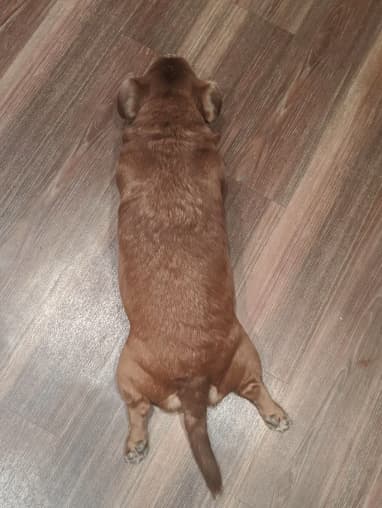 Photos Of Animals "Splooting" That Prove Its The Cutest Position In The ...