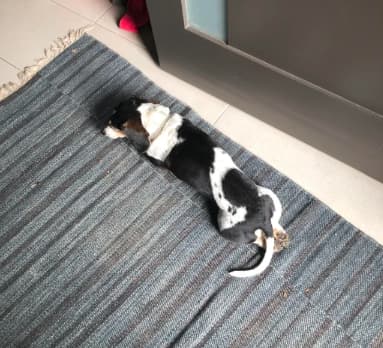 Photos Of Animals "Splooting" That Prove Its The Cutest Position In The ...