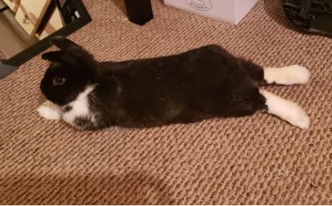 Photos Of Animals "Splooting" That Prove Its The Cutest Position In The ...
