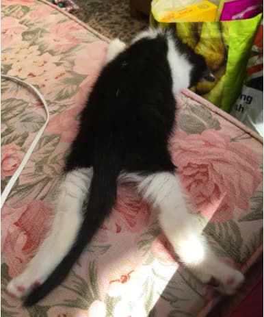 Photos Of Animals "Splooting" That Prove Its The Cutest Position In The ...