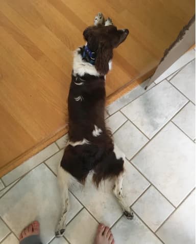 Photos Of Animals "Splooting" That Prove Its The Cutest Position In The ...
