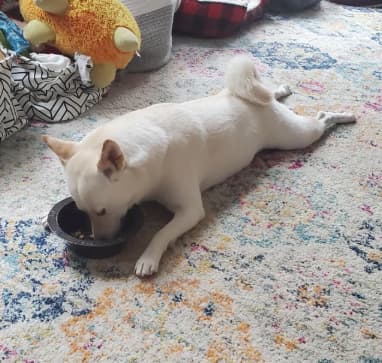 Photos Of Animals "Splooting" That Prove Its The Cutest Position In The ...