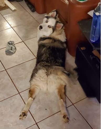 Photos Of Animals "Splooting" That Prove Its The Cutest Position In The ...