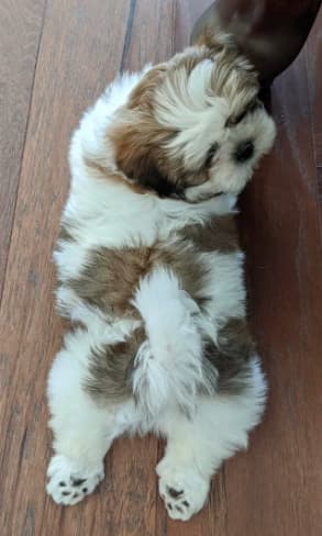 Photos Of Animals "Splooting" That Prove Its The Cutest Position In The ...