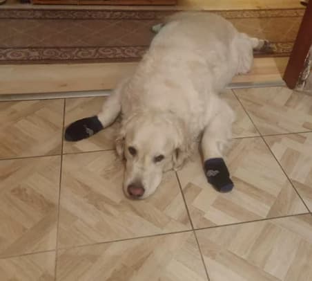 Photos Of Animals "Splooting" That Prove Its The Cutest Position In The ...