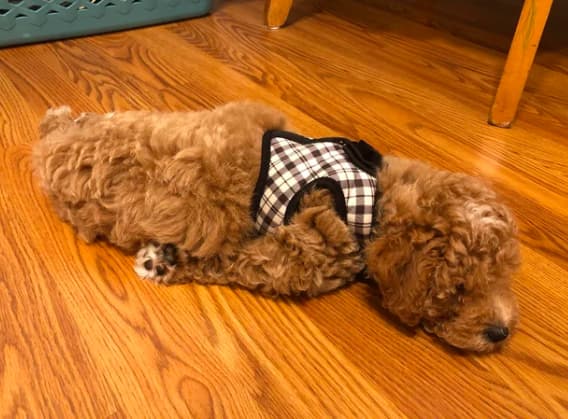 Photos Of Animals "Splooting" That Prove Its The Cutest Position In The ...