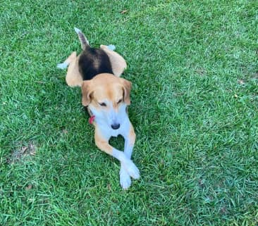 Photos Of Animals "Splooting" That Prove Its The Cutest Position In The ...