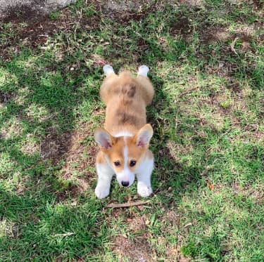 Photos Of Animals "Splooting" That Prove Its The Cutest Position In The ...