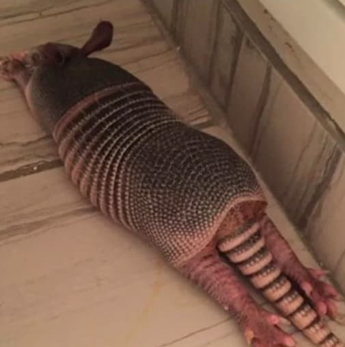 Photos Of Animals "Splooting" That Prove Its The Cutest Position In The ...