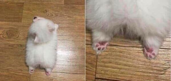 Photos Of Animals "Splooting" That Prove Its The Cutest Position In The ...