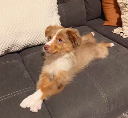 Photos Of Animals "Splooting" That Prove Its The Cutest Position In The ...