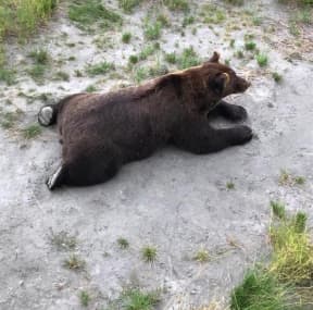 Photos Of Animals "Splooting" That Prove Its The Cutest Position In The ...