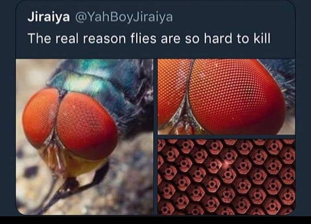 18 Random Sharingan Memes We Laughed Way Too Hard At