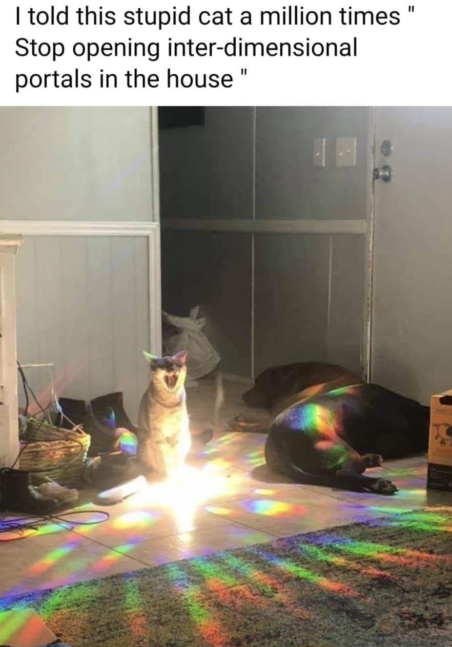 25 Super Relatable Memes About The Struggles Of Being A Cat Owner