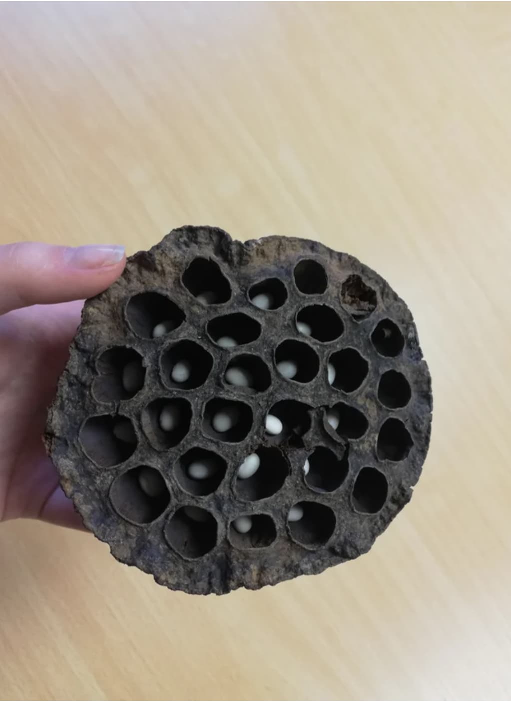 People Share Their Unexpected Trypophobia Moments