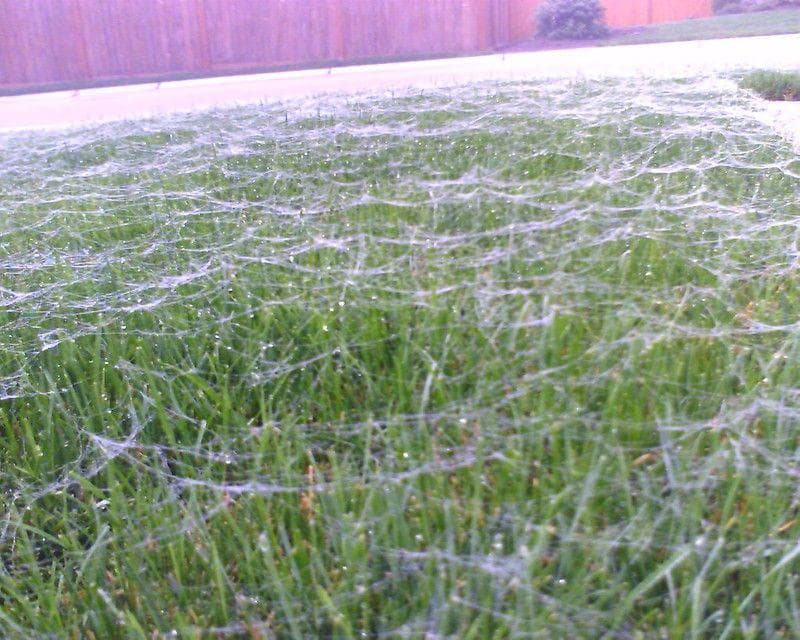 Creepy And Totally Real Pictures Of Spider Frost For Your Inner ...