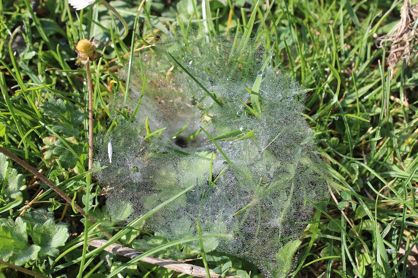 Creepy And Totally Real Pictures Of Spider Frost For Your Inner ...