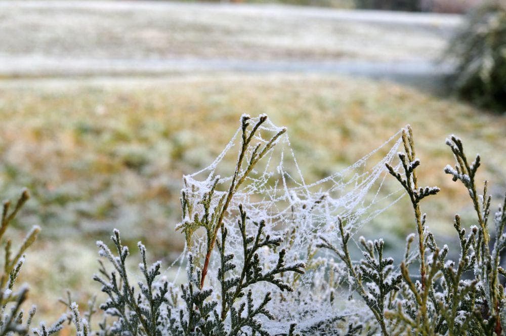 Creepy And Totally Real Pictures Of Spider Frost For Your Inner ...