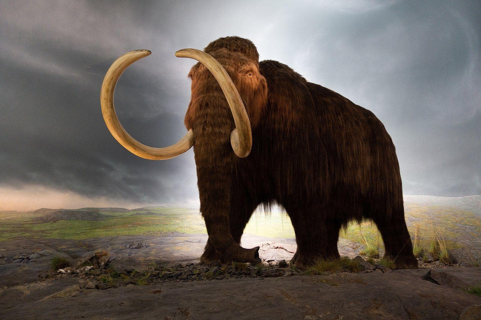 Facts About Woolly Mammoths That Might Explain Why They Became Extinct