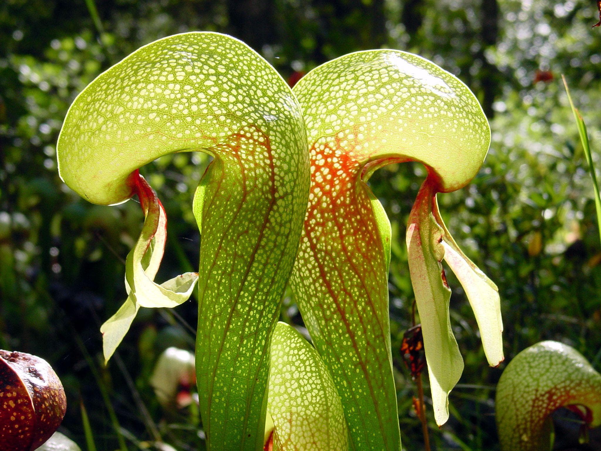 These 15 Carnivorous Plants Are Definitely Not Vegetarian
