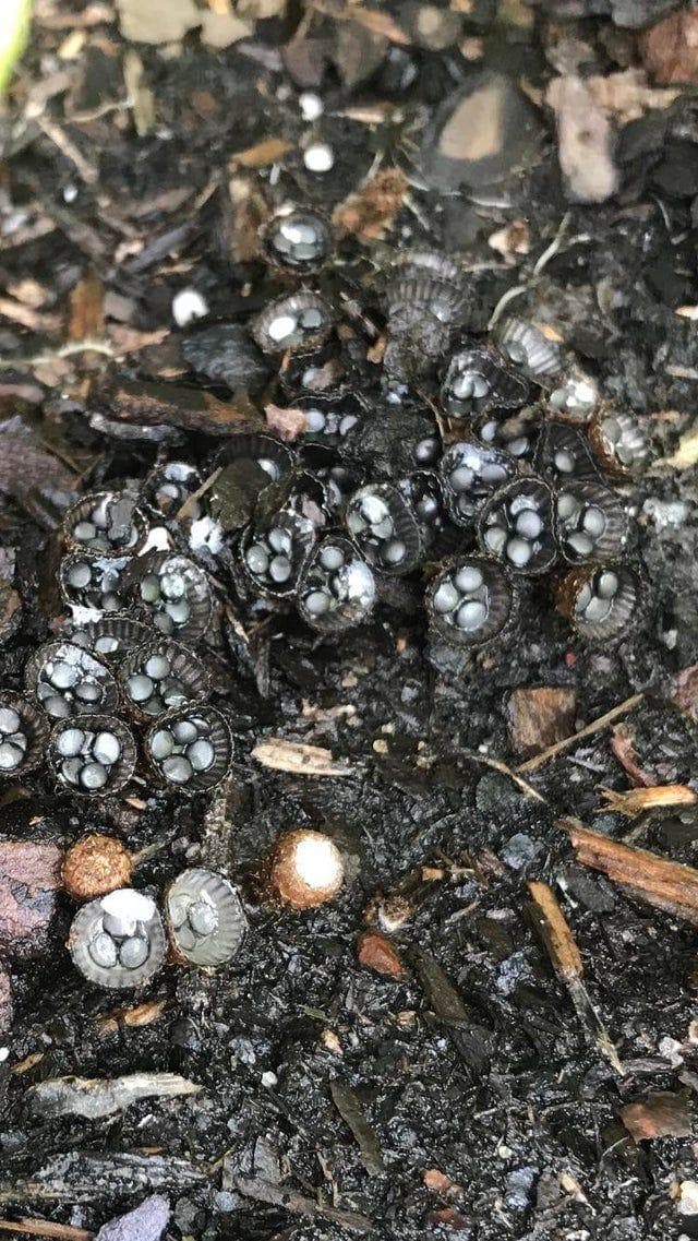 20 Photos Of Mushrooms That Trigger Our Trypophobia