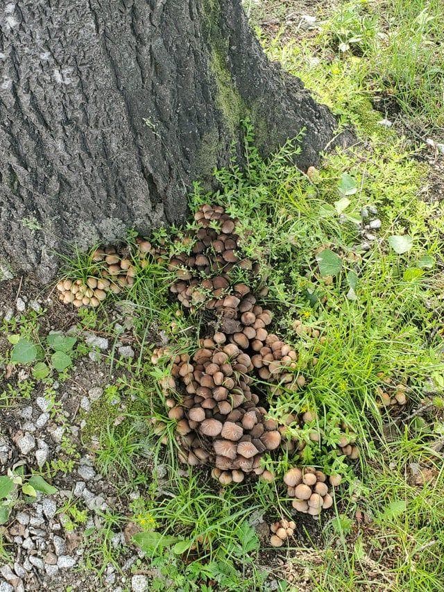 20 Photos Of Mushrooms That Trigger Our Trypophobia