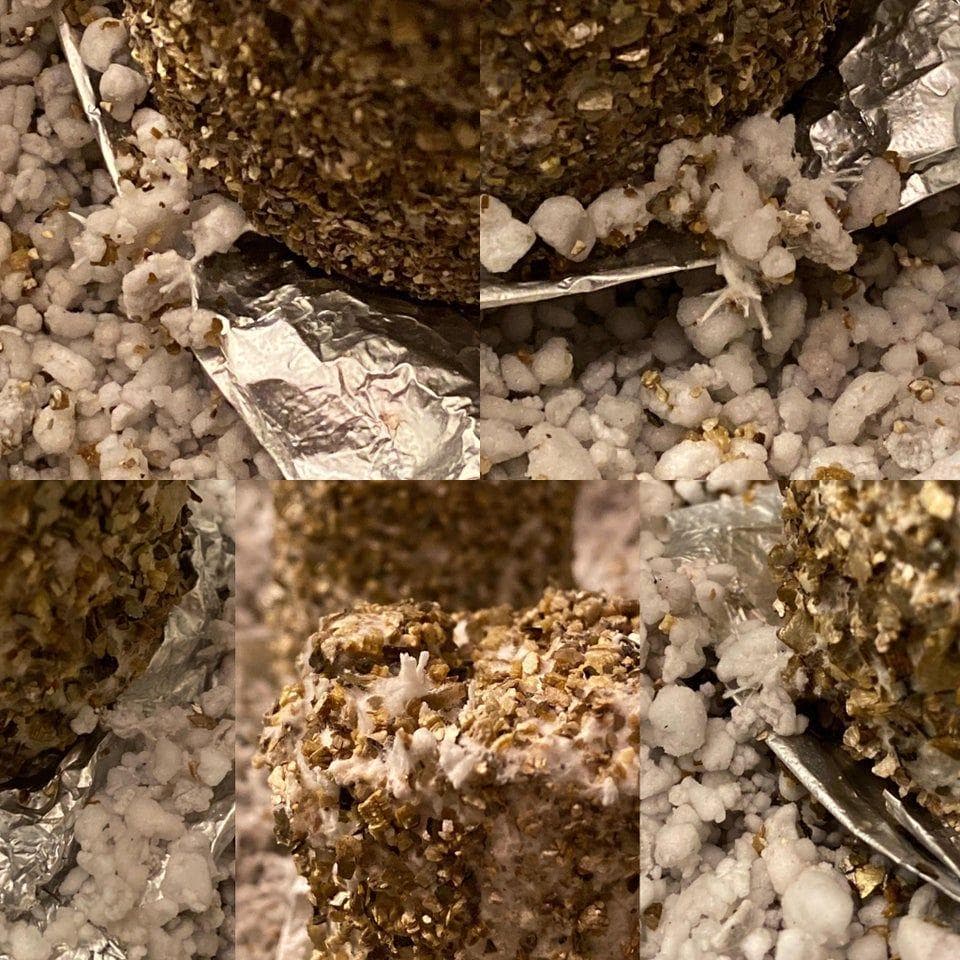 20 Photos Of Mushrooms That Trigger Our Trypophobia