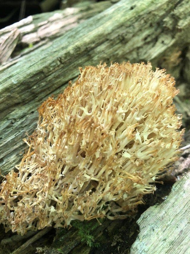 20 Photos Of Mushrooms That Trigger Our Trypophobia