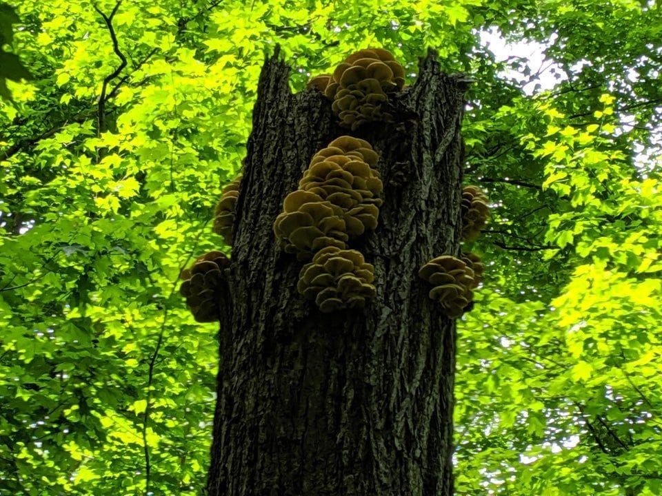 20 Photos Of Mushrooms That Trigger Our Trypophobia