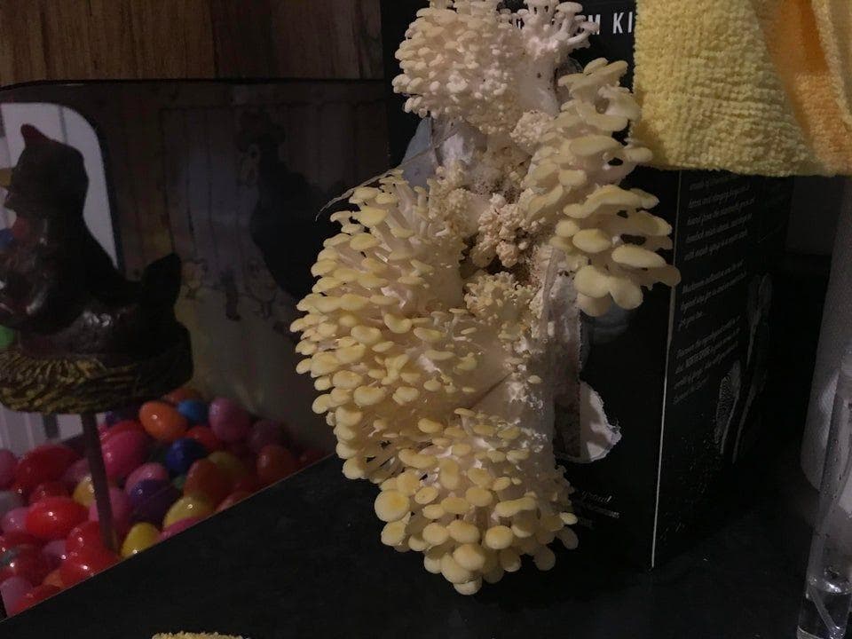 20 Photos Of Mushrooms That Trigger Our Trypophobia