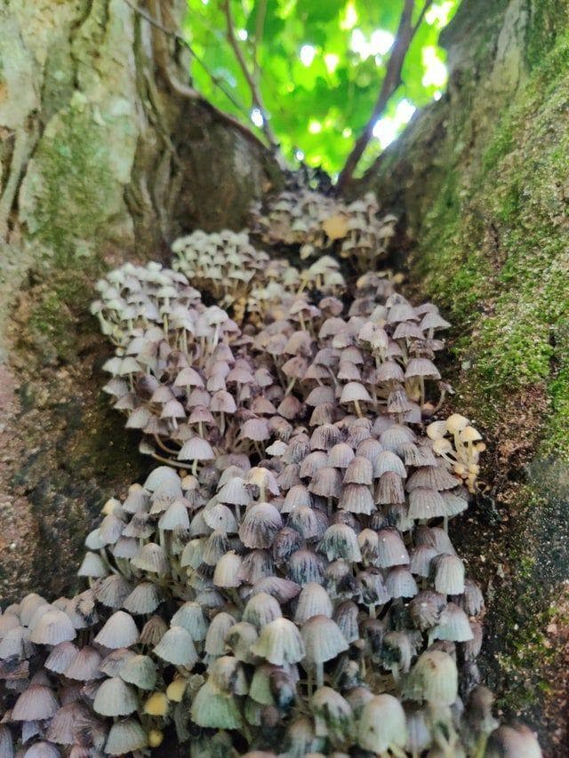 20 Photos Of Mushrooms That Trigger Our Trypophobia