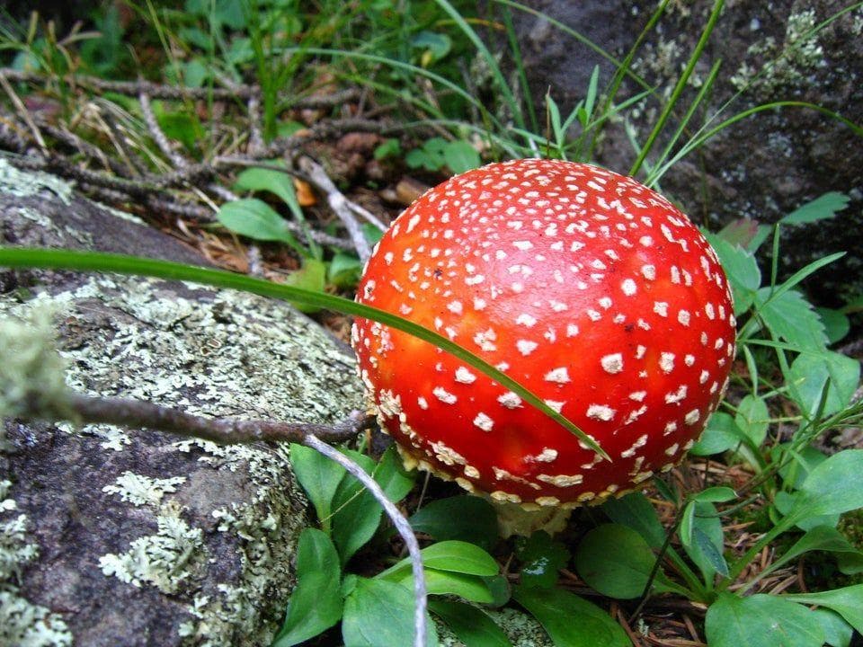 20 Photos Of Mushrooms That Trigger Our Trypophobia
