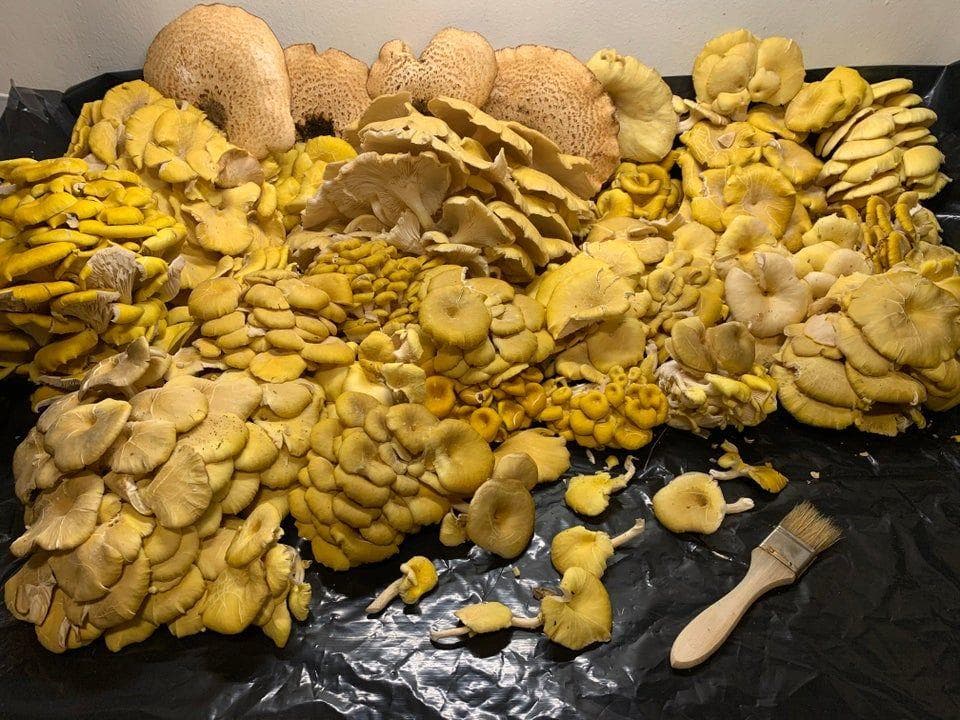 20 Photos Of Mushrooms That Trigger Our Trypophobia