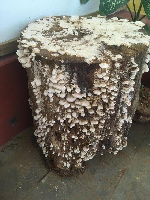 20 Photos Of Mushrooms That Trigger Our Trypophobia