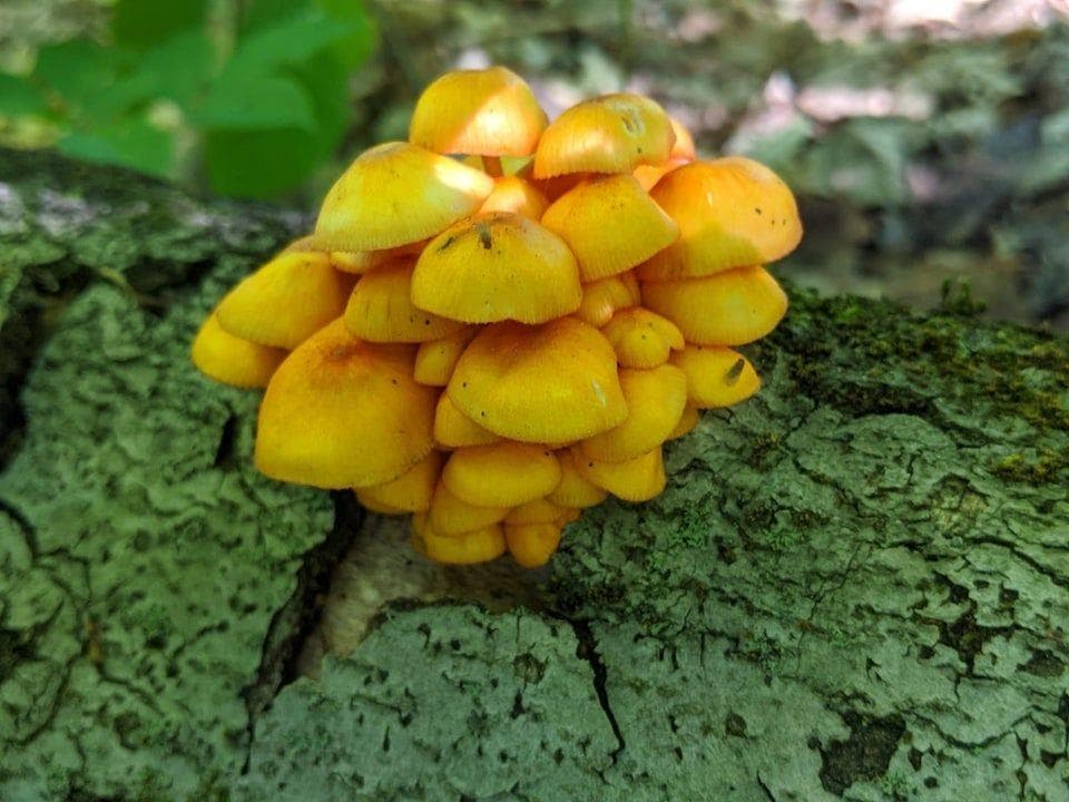 20 Photos Of Mushrooms That Trigger Our Trypophobia