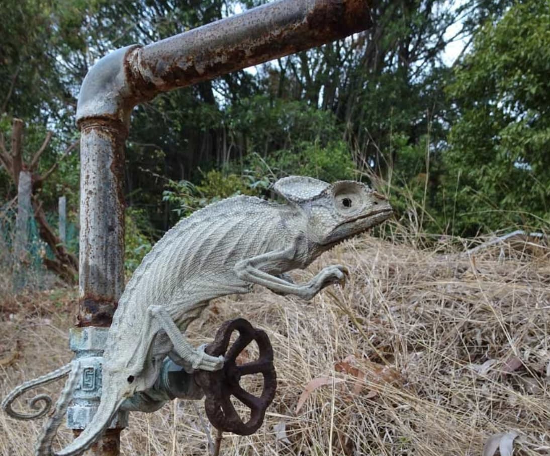 Photos Of Naturally Mummified Animals