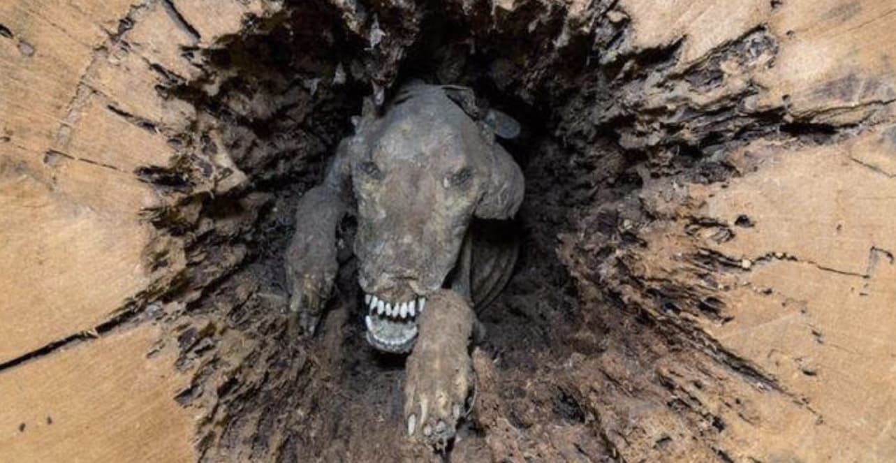 Photos Of Naturally Mummified Animals