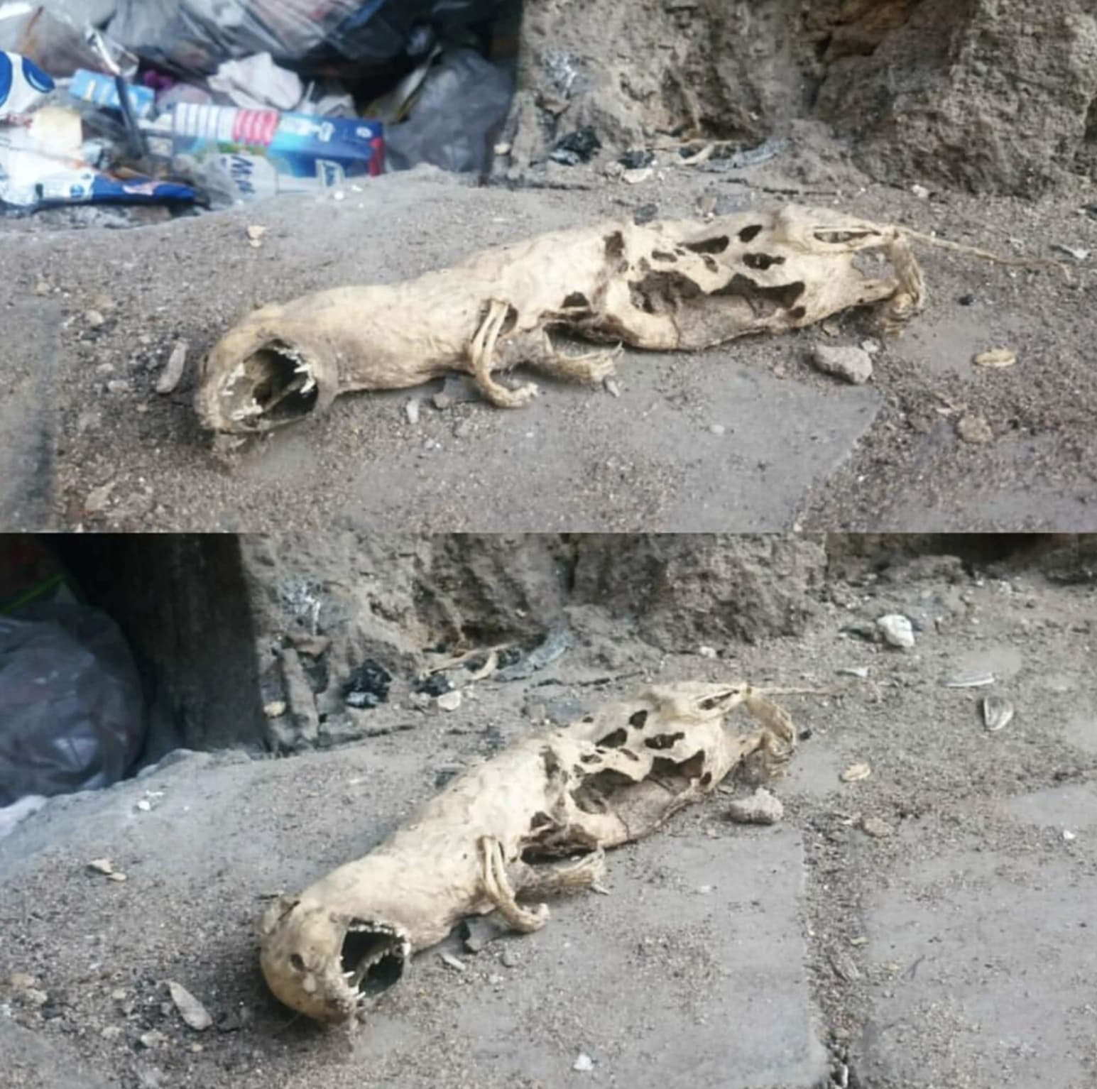 Photos Of Naturally Mummified Animals
