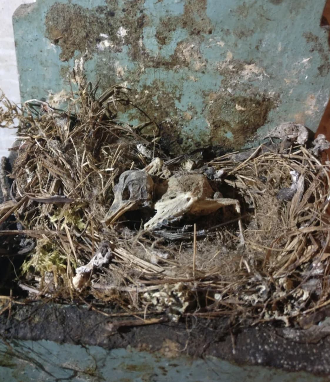 Photos Of Naturally Mummified Animals