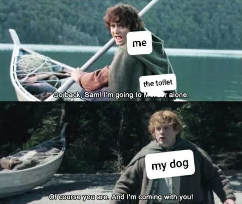 Samwise Gamgee Memes That Prove He's The Most Underrated Lord Of The ...