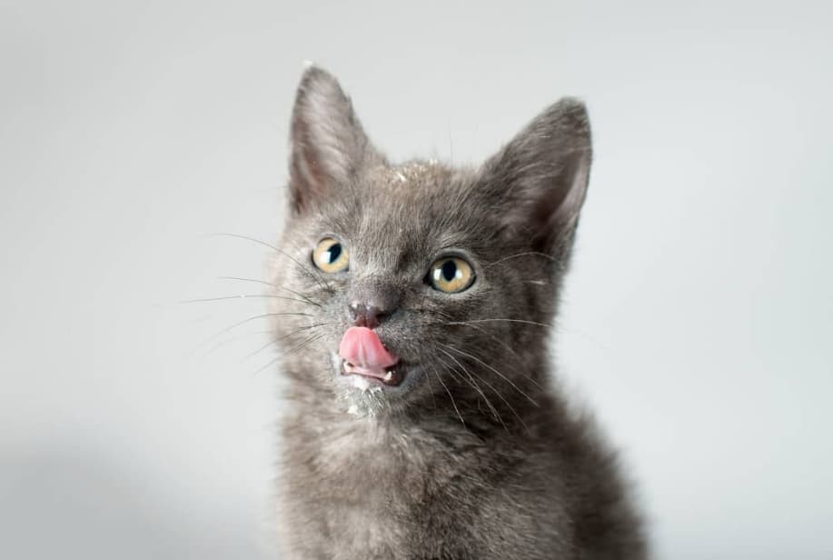 Meet Wolfie, The Adorable Special Needs Cat