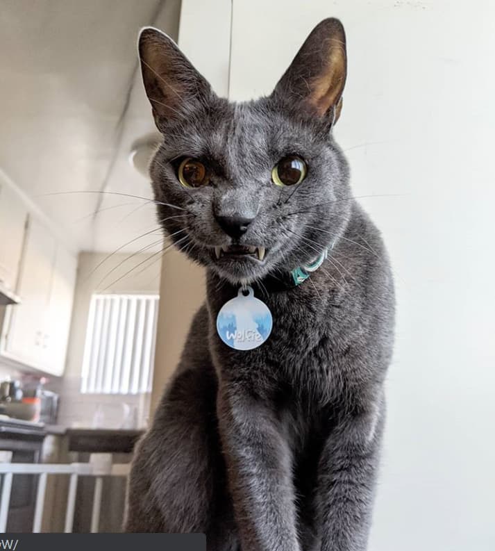 Meet Wolfie, The Adorable Special Needs Cat