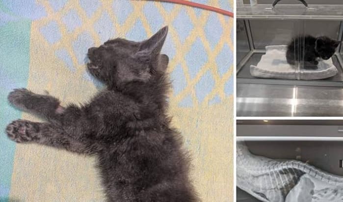 Meet Wolfie, The Adorable Special Needs Cat