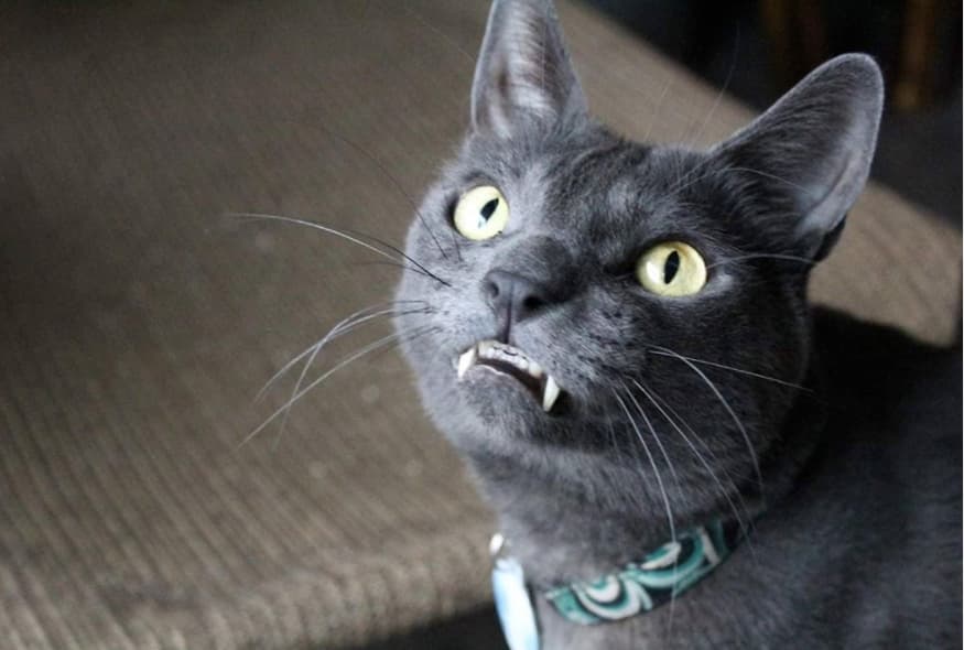 Meet Wolfie, The Adorable Special Needs Cat
